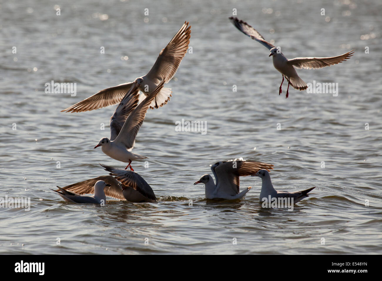 Birds and water Stock Photo - Alamy