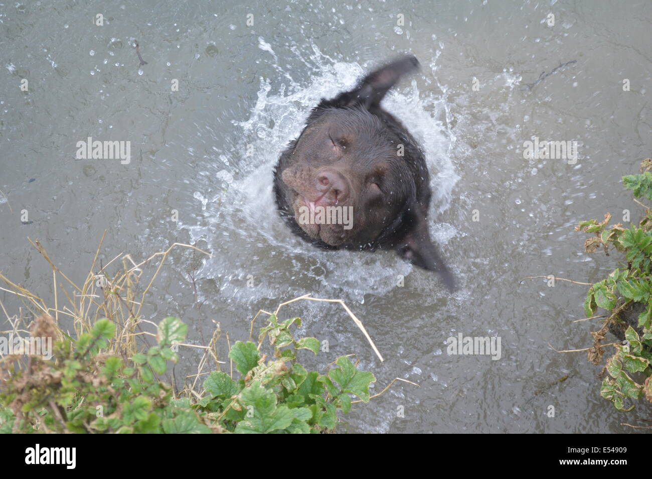 Funny dog hi-res stock photography and images - Alamy