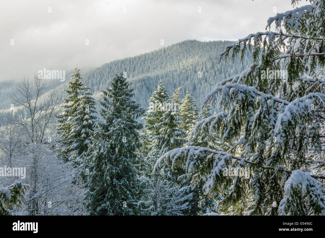 A snowfall from a winter storm covers trees with snow Stock Photo - Alamy