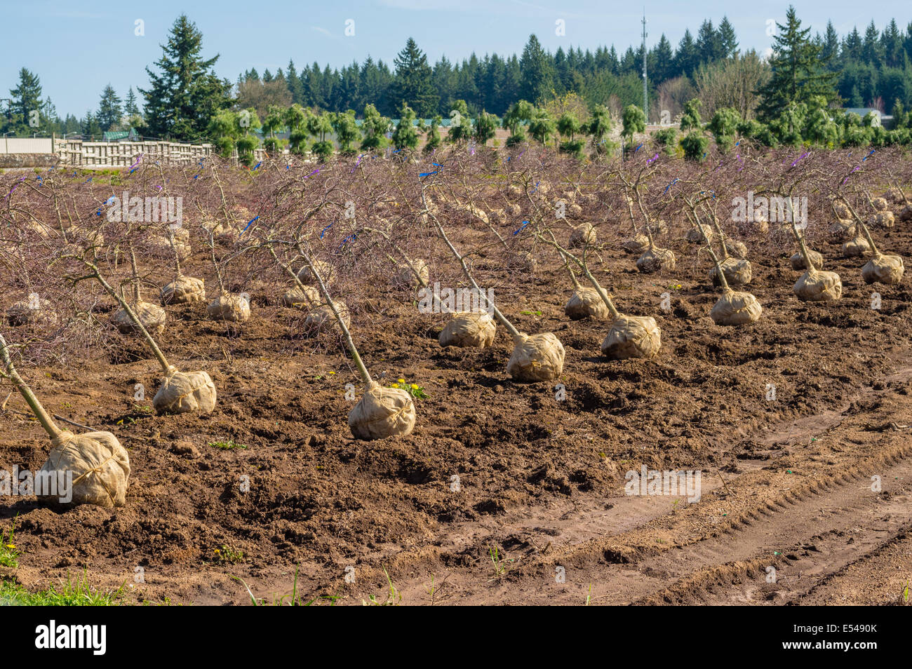 Root balled trees hi-res stock photography and images - Alamy
