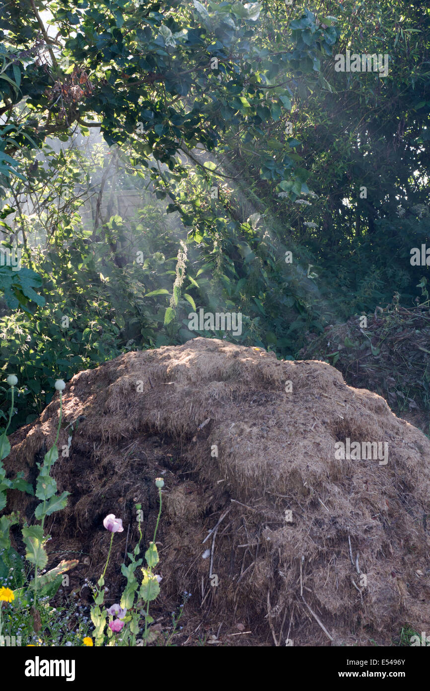 Early morning sun rays shining on a garden compost heap Stock Photo - Alamy