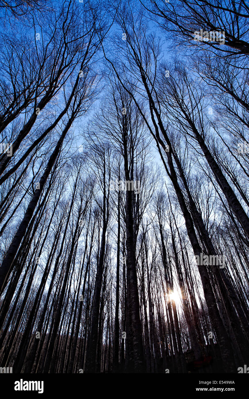 Trees and sunset Stock Photo - Alamy