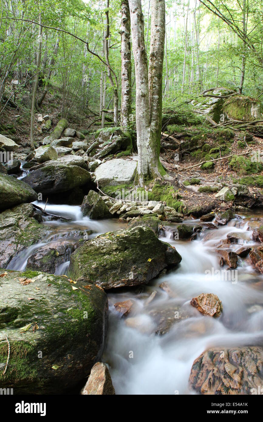 Carcassonne france and forest hi-res stock photography and images - Alamy