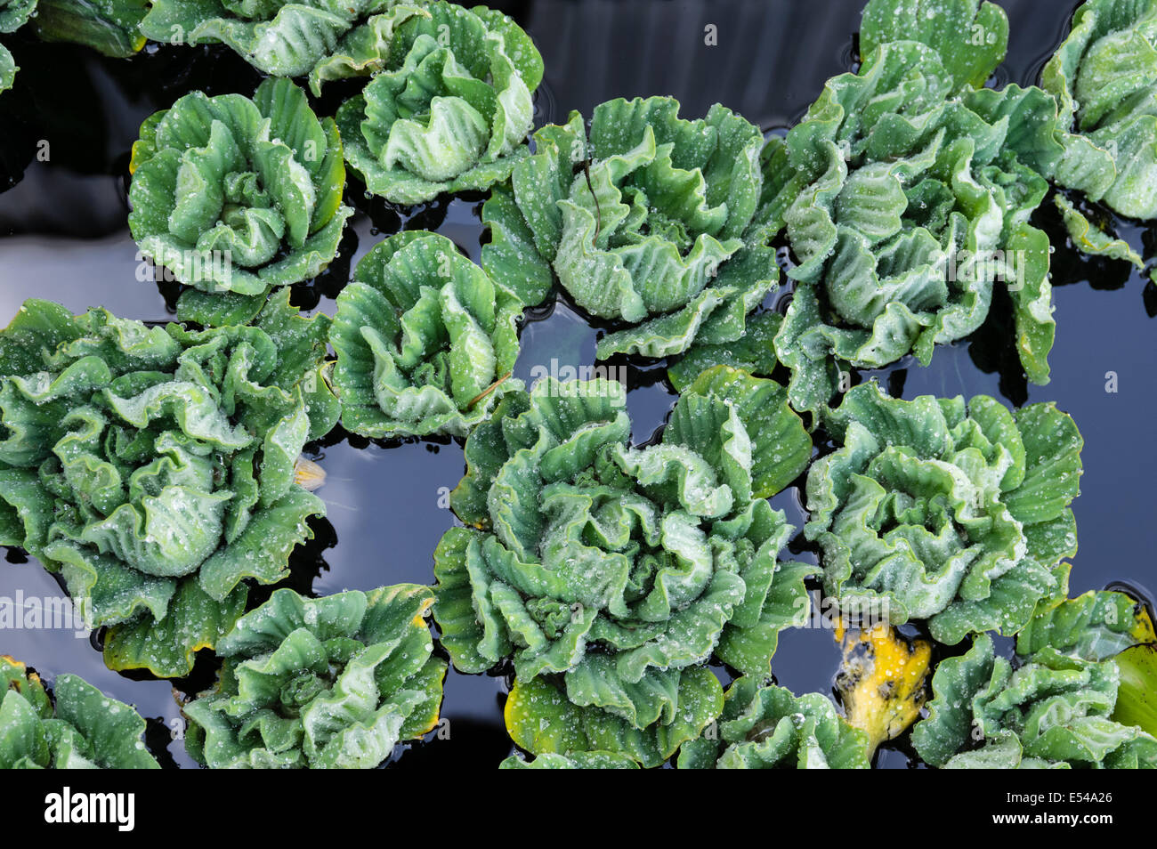 Water Lettuce plants floating on a water garden pond Stock Photo - Alamy