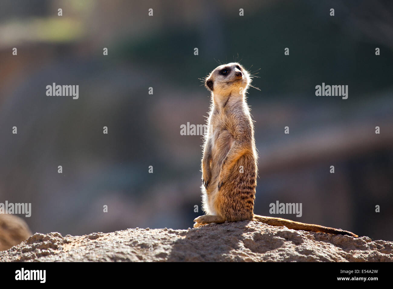 Suricata standing up Stock Photo - Alamy