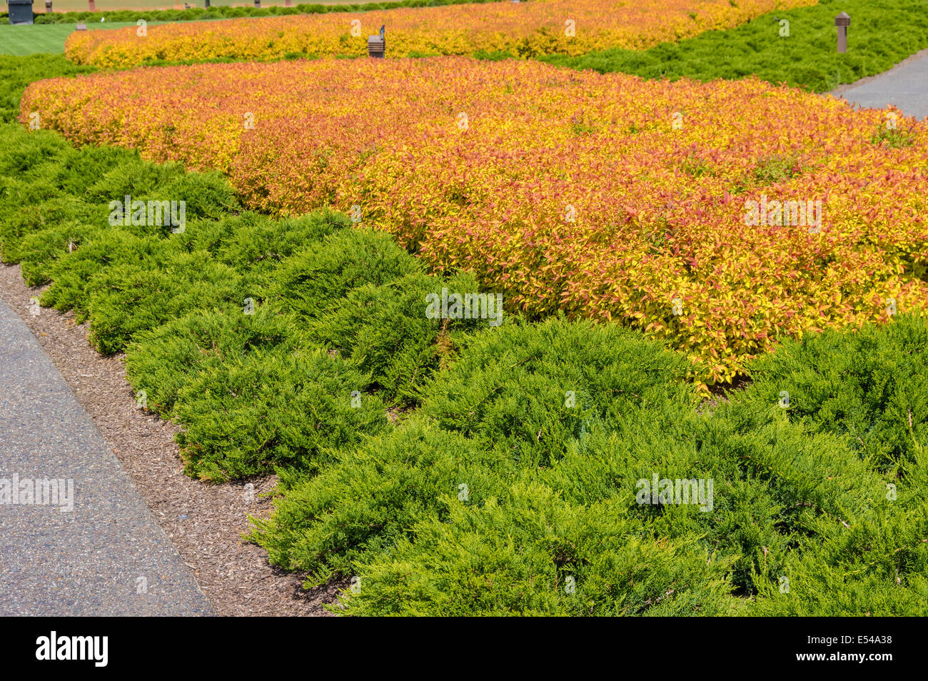 A professional landscape planting using Spirea and Juniper Stock Photo ...