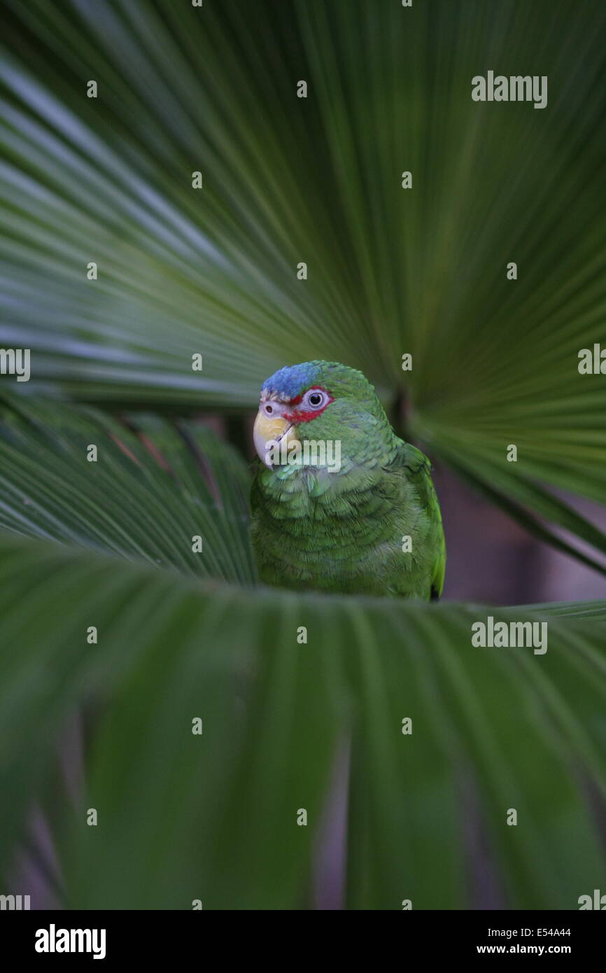 Parrot with leaves hi-res stock photography and images - Alamy