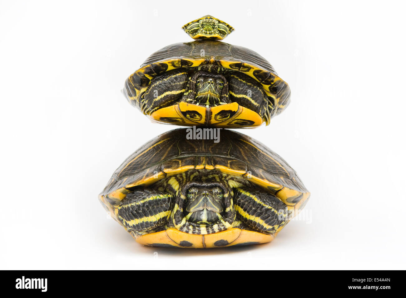 Three turtles with white background Stock Photo - Alamy