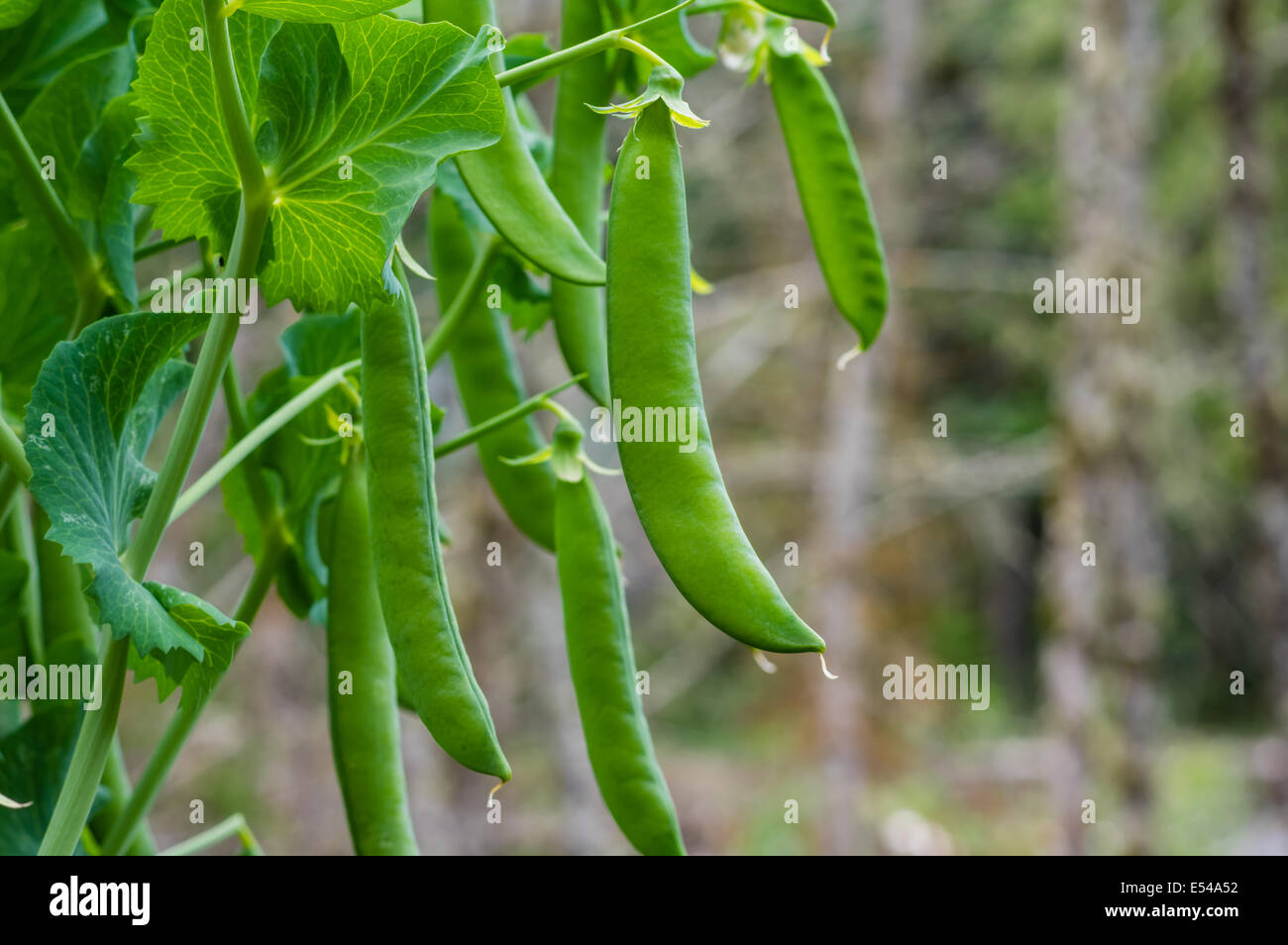 Pea Vine High Resolution Stock Photography and Images - Alamy