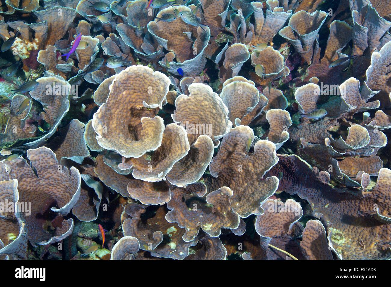 Hard corals at Limasawa Island, Philippines Stock Photo - Alamy