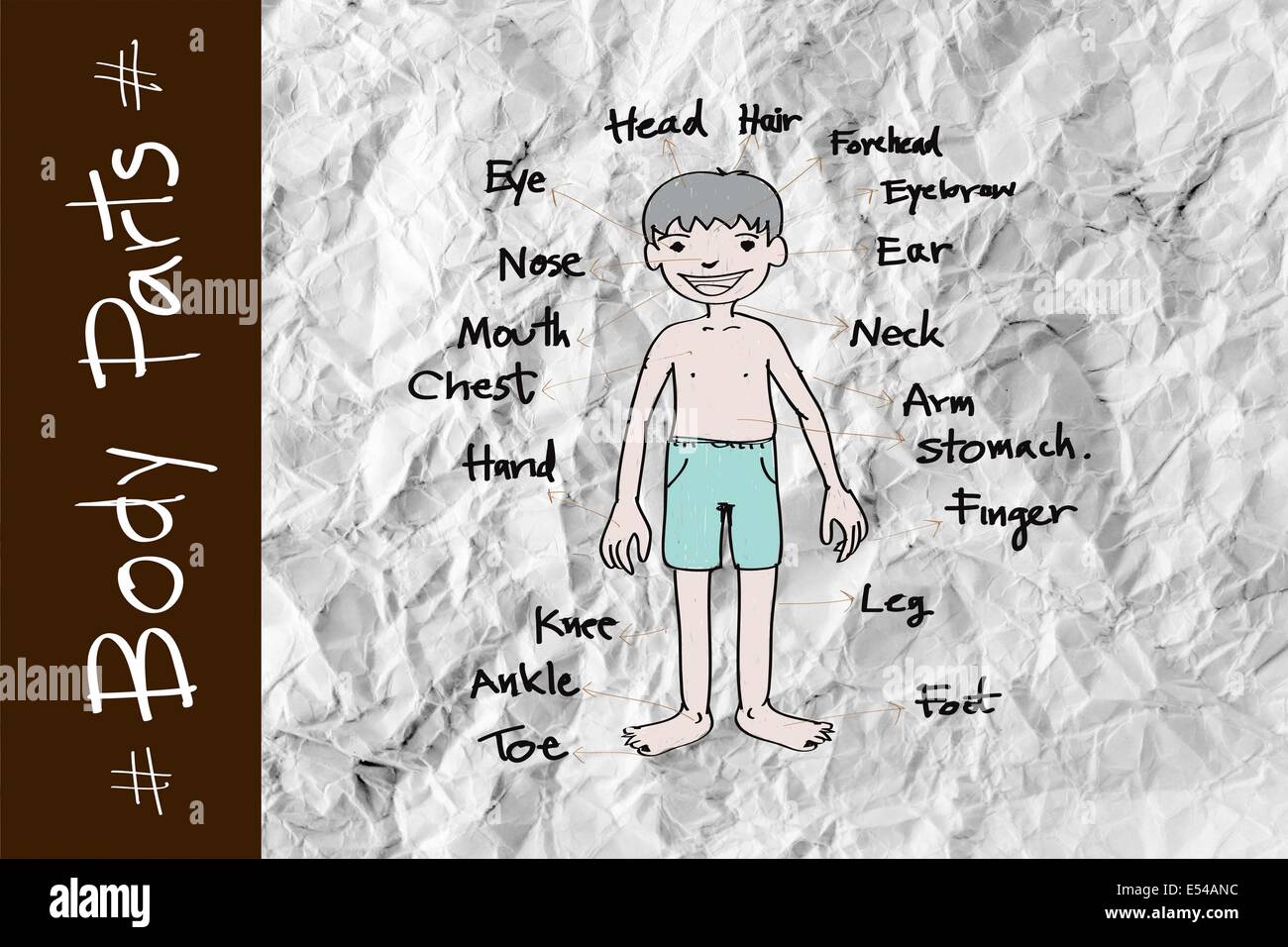 part of body vocabulary in illustration on crumpled paper Stock Photo ...