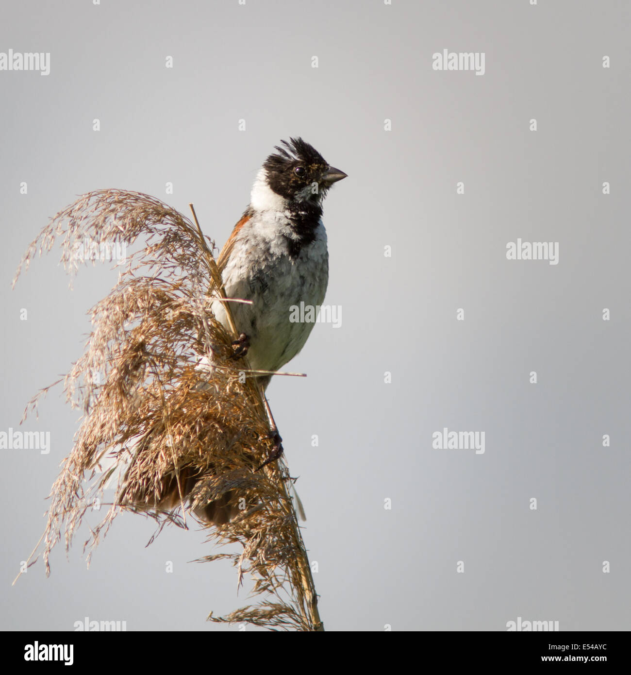 A male Reed Bunting (Emberiza schoeniclus) on a reed head Stock Photo ...