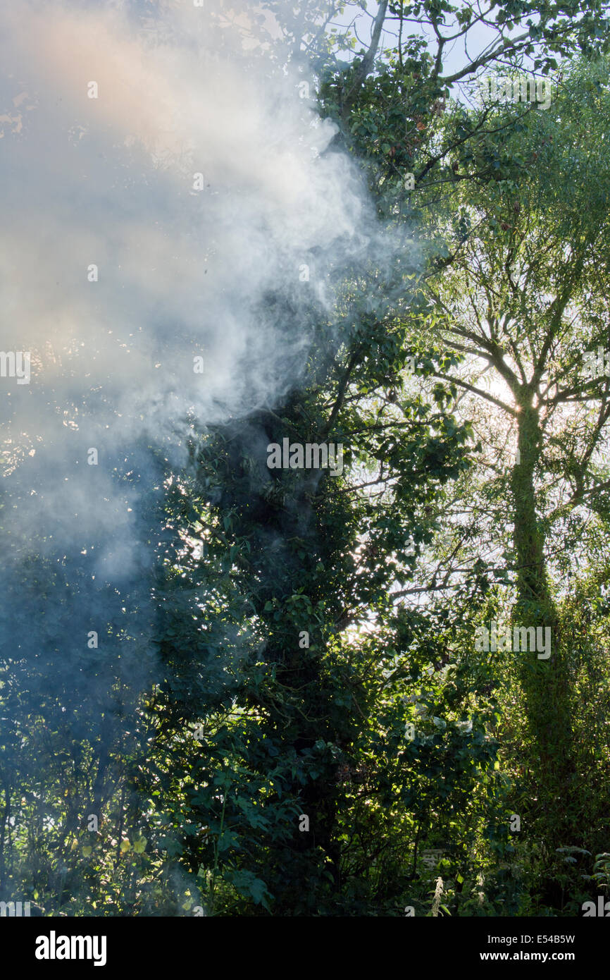 Early morning sun rays and bonfire smoke Stock Photo - Alamy