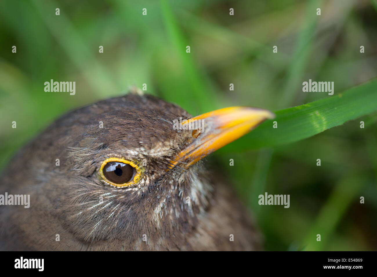 Blackbird head hi-res stock photography and images - Alamy