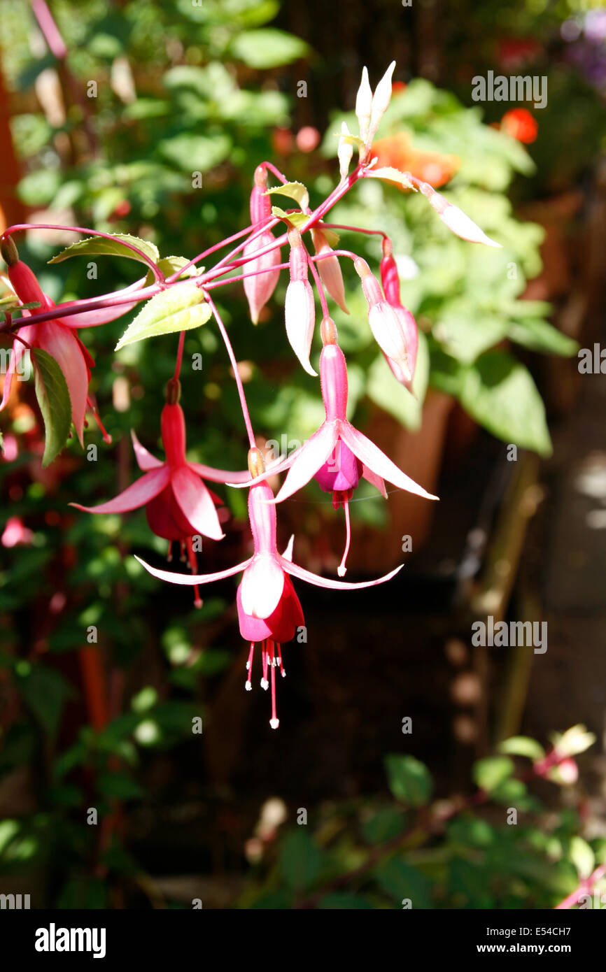 Fuchsias uk hi-res stock photography and images - Alamy
