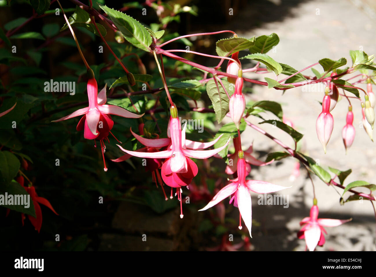 Fuchsias Uk High Resolution Stock Photography and Images - Alamy