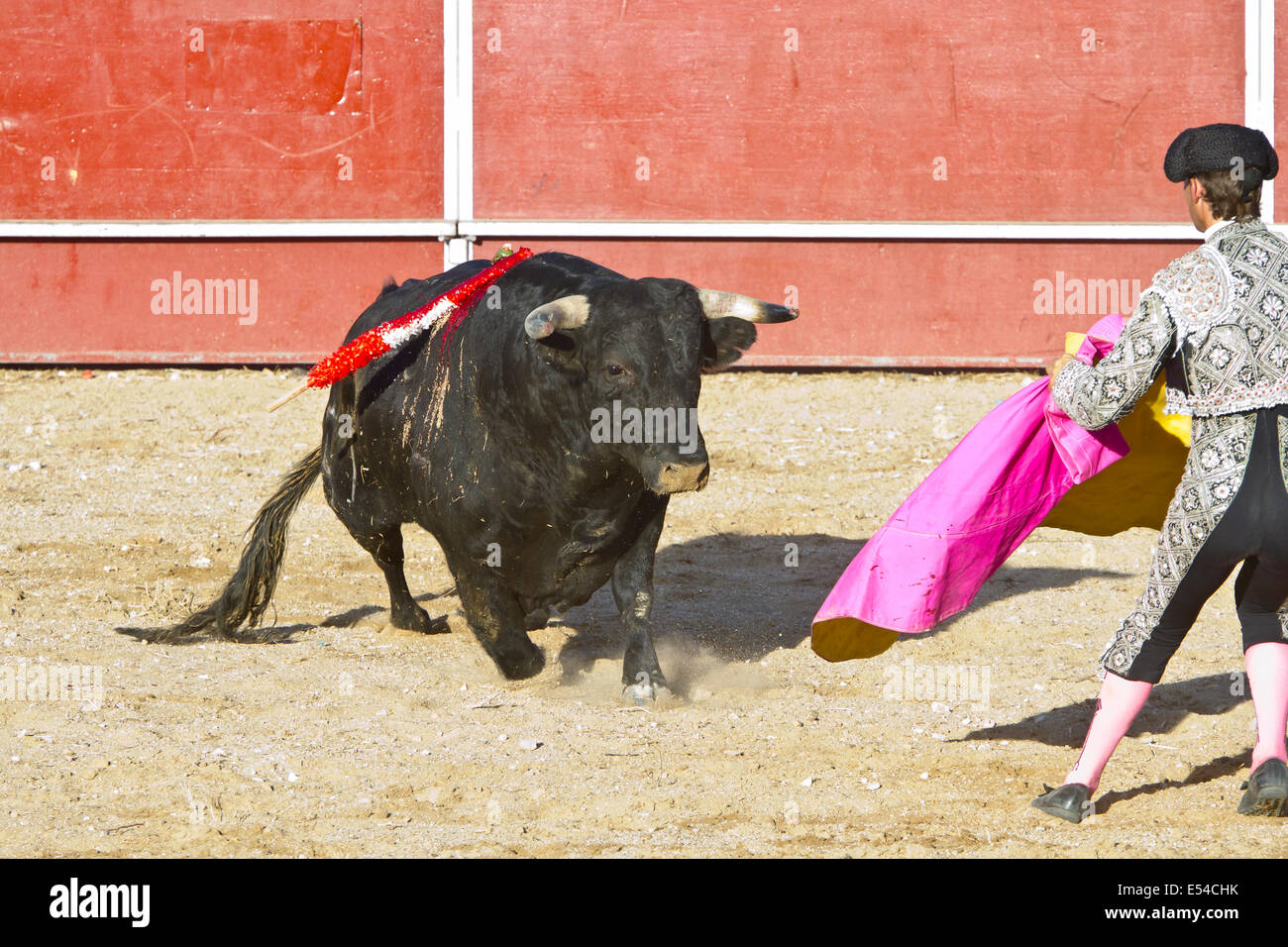 Torero and bull in bullfight. Madrid, Spain Stock Photo - Alamy