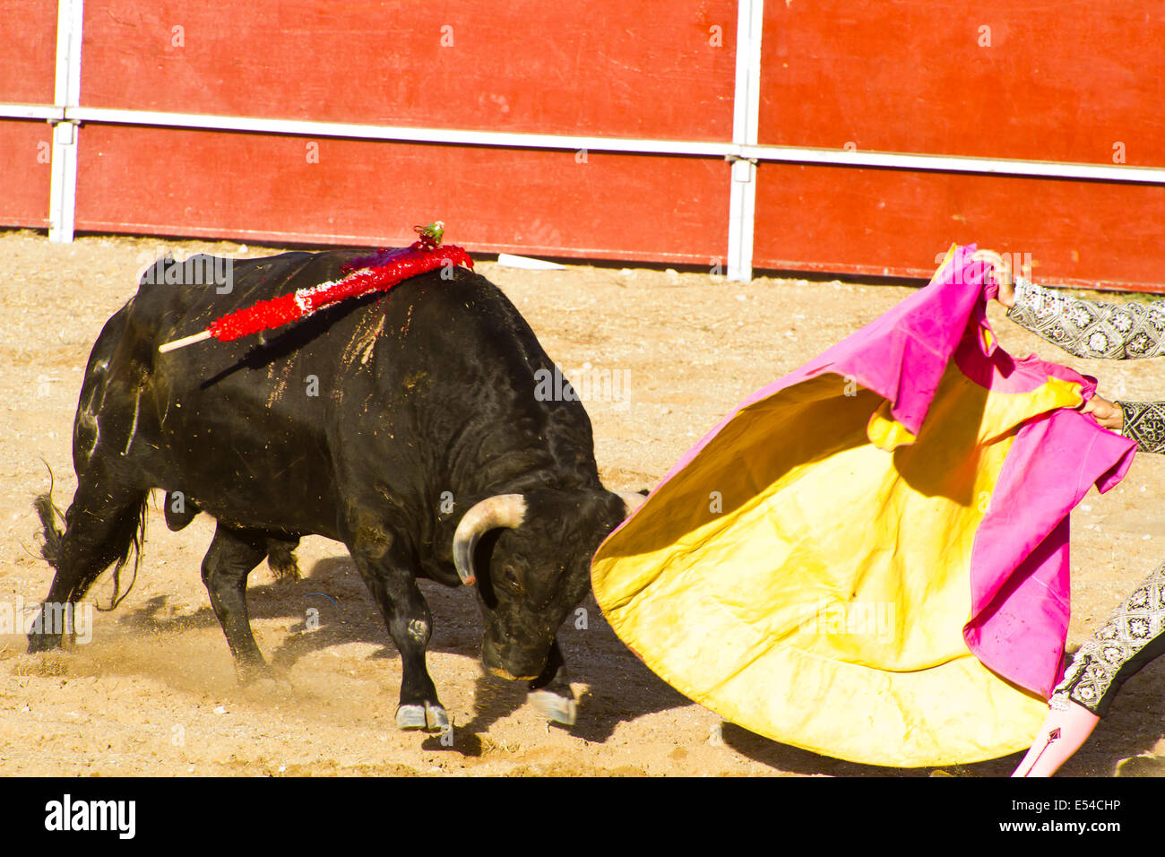 Torero and bull in bullfight. Madrid, Spain Stock Photo - Alamy
