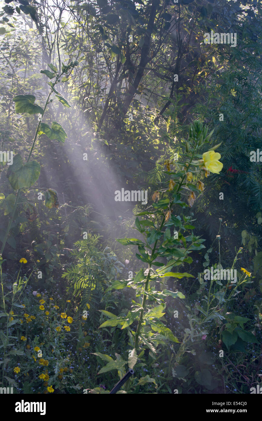 Early morning sun rays and bonfire smoke Stock Photo - Alamy
