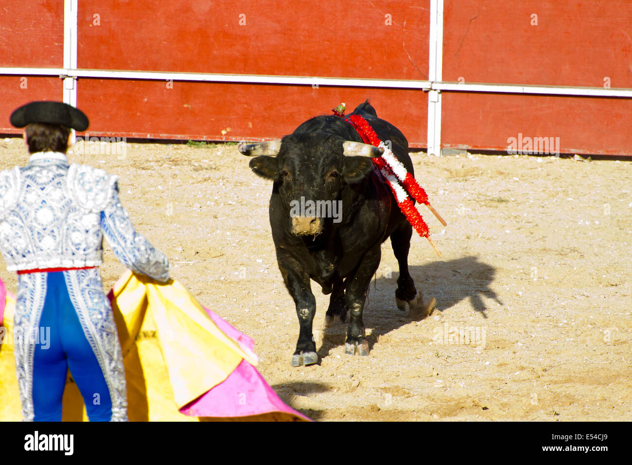 Torero and bull in bullfight. Madrid, Spain Stock Photo - Alamy