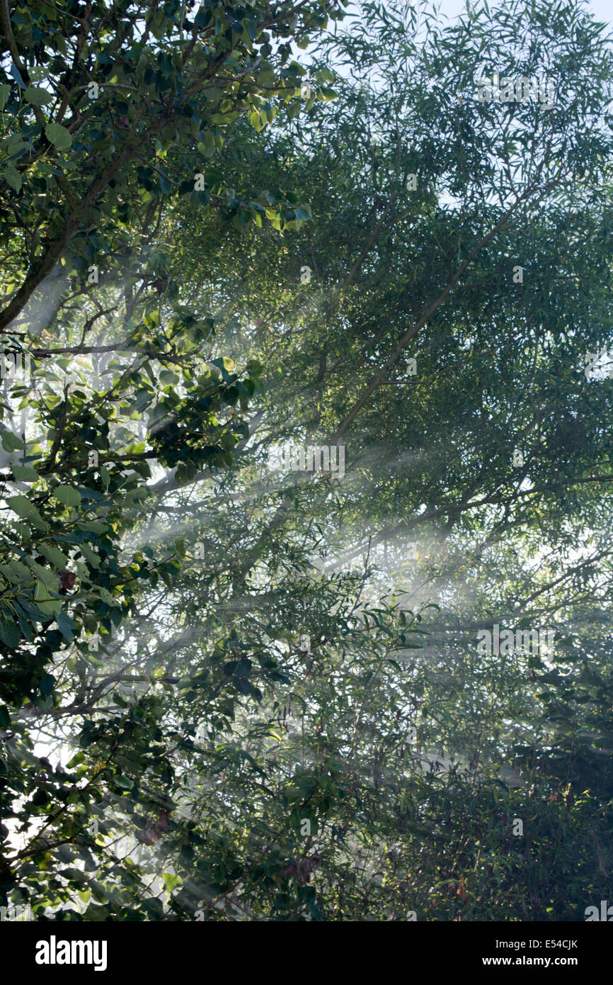 Early morning sun and bonfire smoke Stock Photo - Alamy