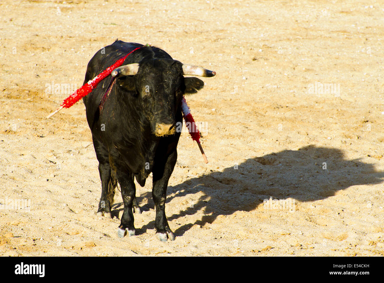 Spanish bull. Bullfight. Animal of great strength and nobility Stock ...
