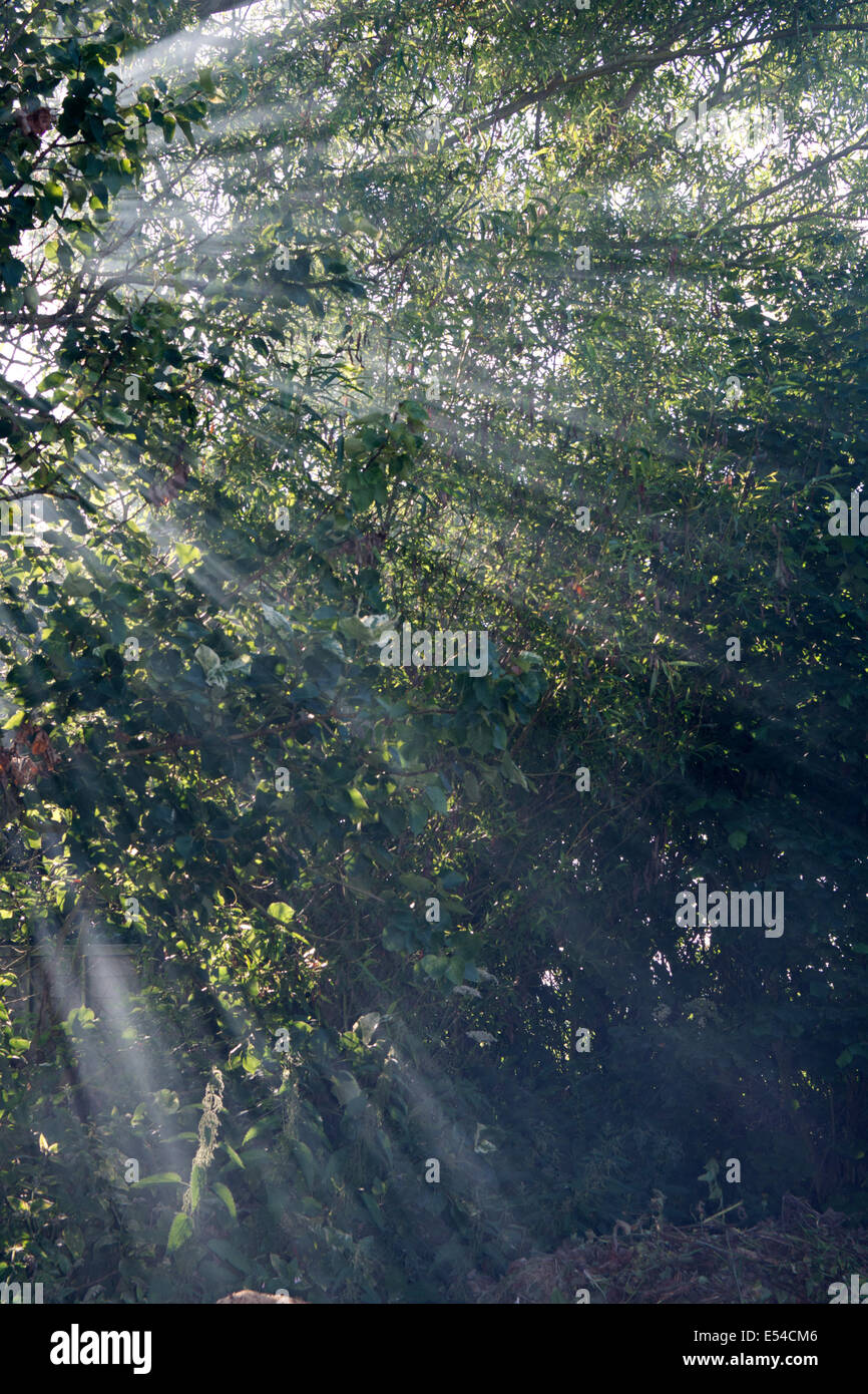 Early morning sun rays hi-res stock photography and images - Alamy