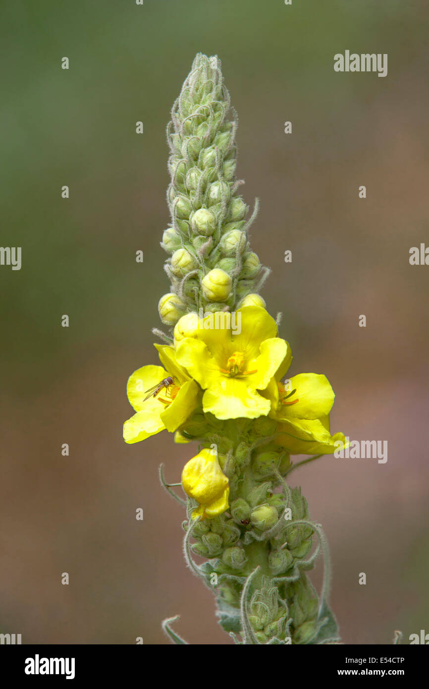 Densiflorum hi-res stock photography and images - Alamy
