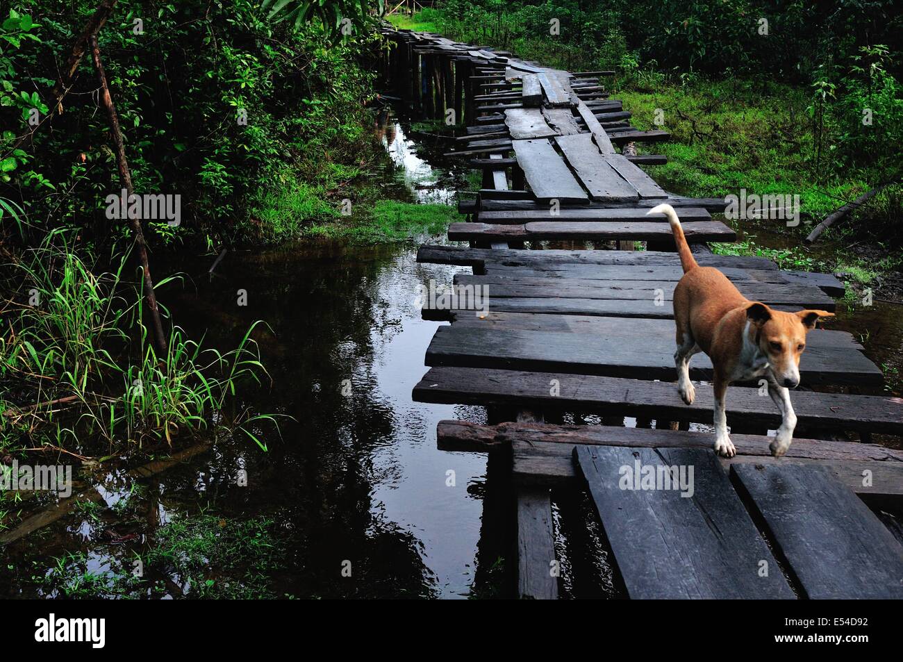 Traditional bridge in PANGUANA . Department of Loreto .PERU Stock Photo ...