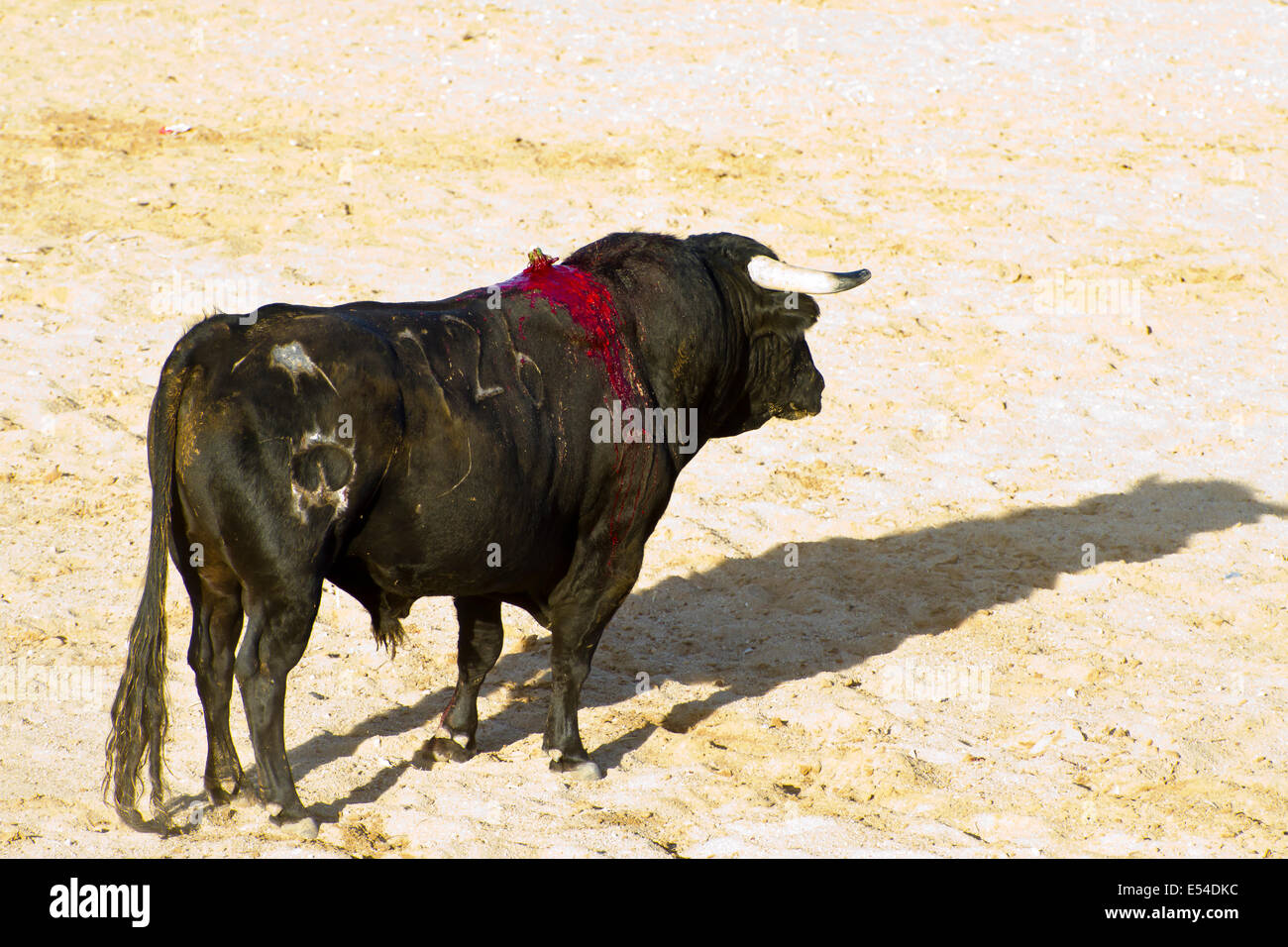Fighting bull picture from Spain. Black bull Stock Photo - Alamy
