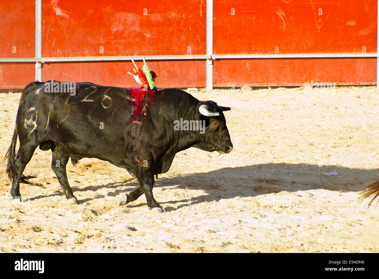 Spanish bull. Bullfight. Animal of great strength and nobility Stock ...