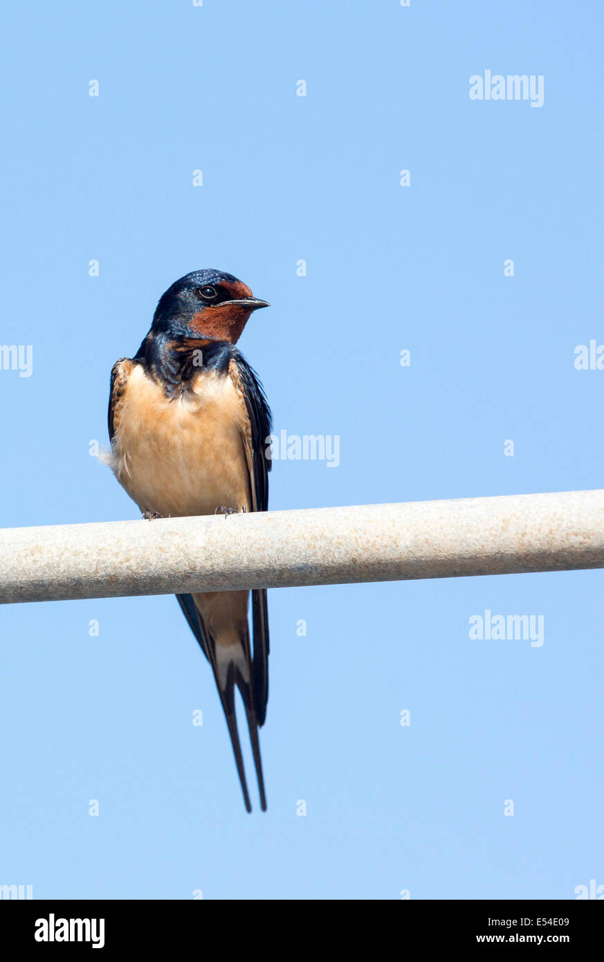 Barn swallow migration bird hi-res stock photography and images - Alamy