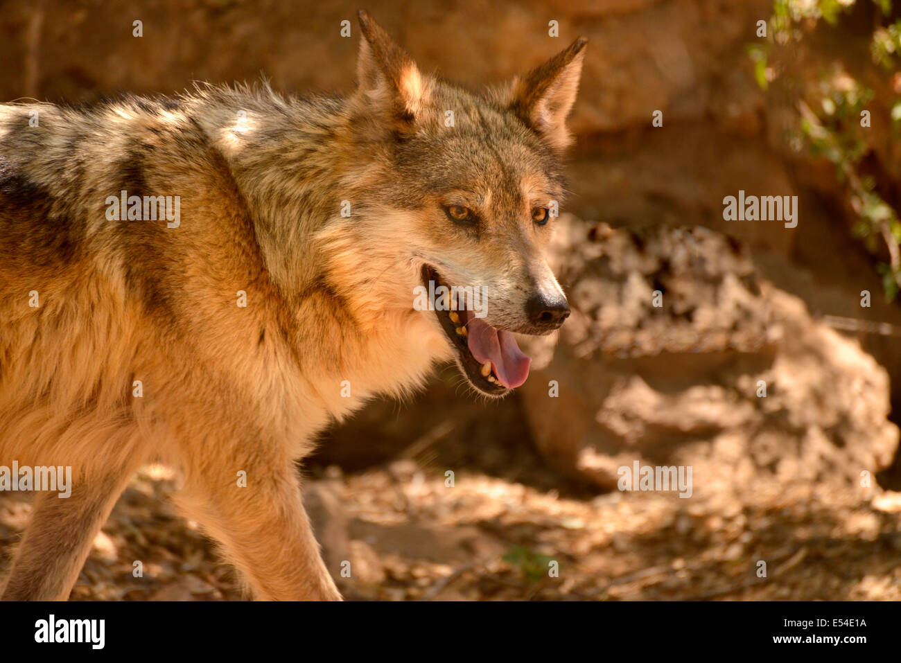 A Mexican Grey Wolf, (Canis lupus spp. baileyi), resides at the Arizona ...