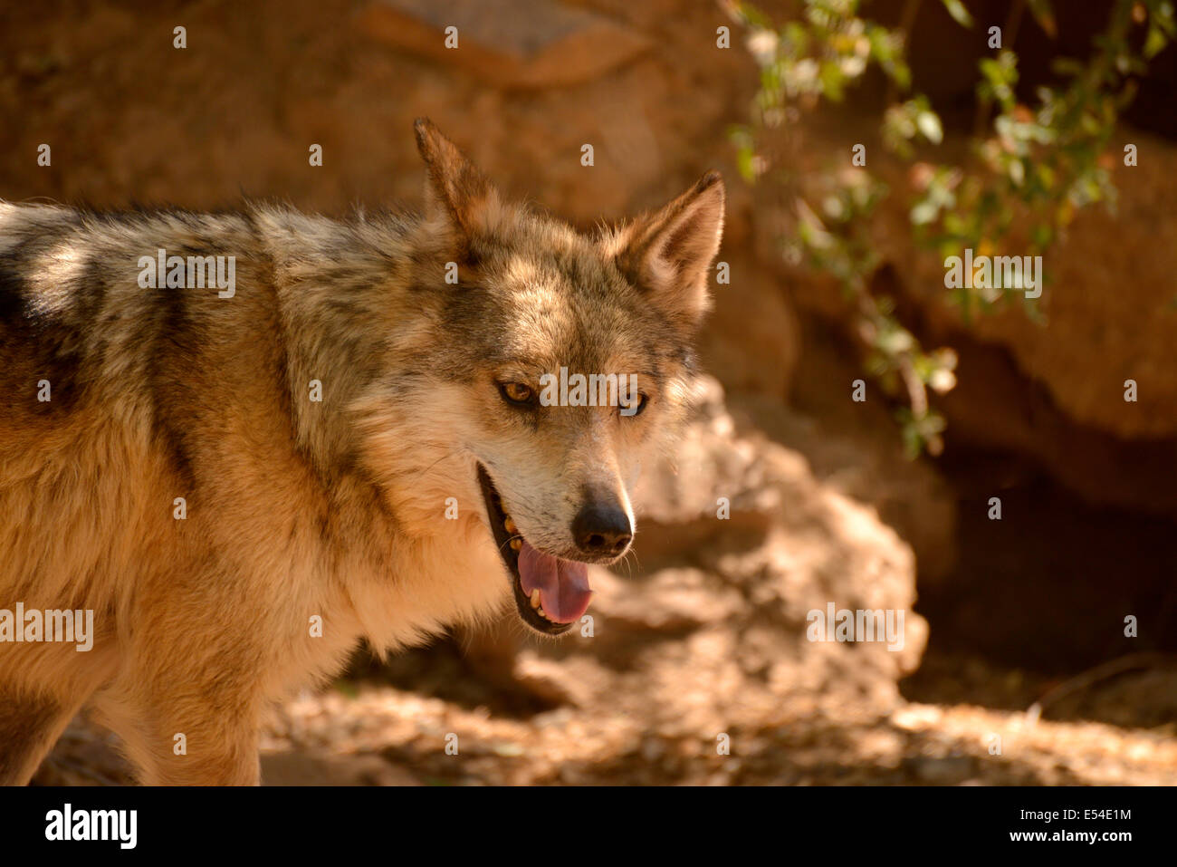 A Mexican Grey Wolf, (Canis lupus spp. baileyi), resides at the Arizona ...