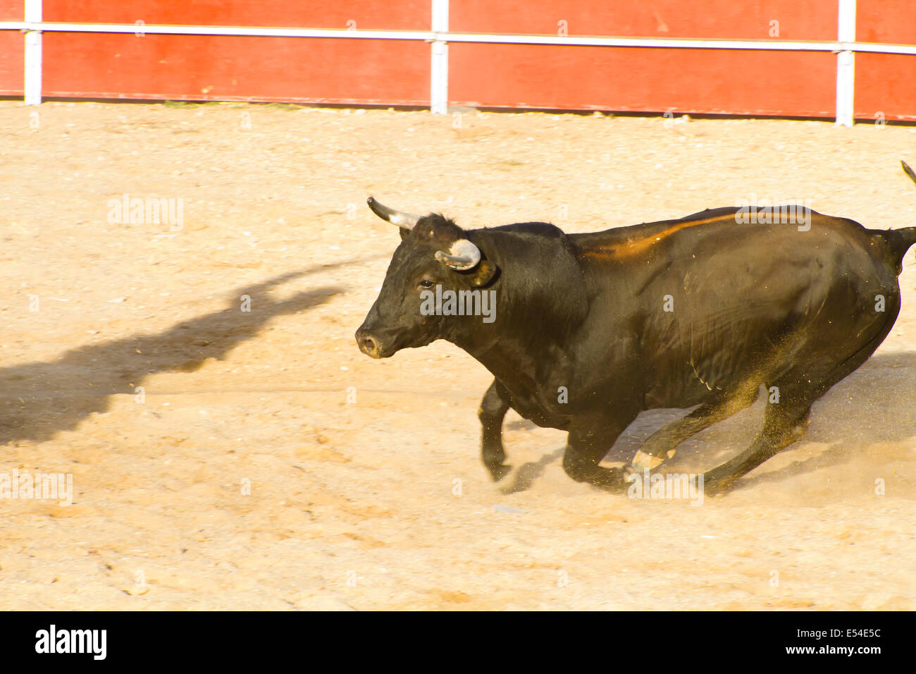 Spanish bull. Bullfight. Animal of great strength and nobility Stock ...
