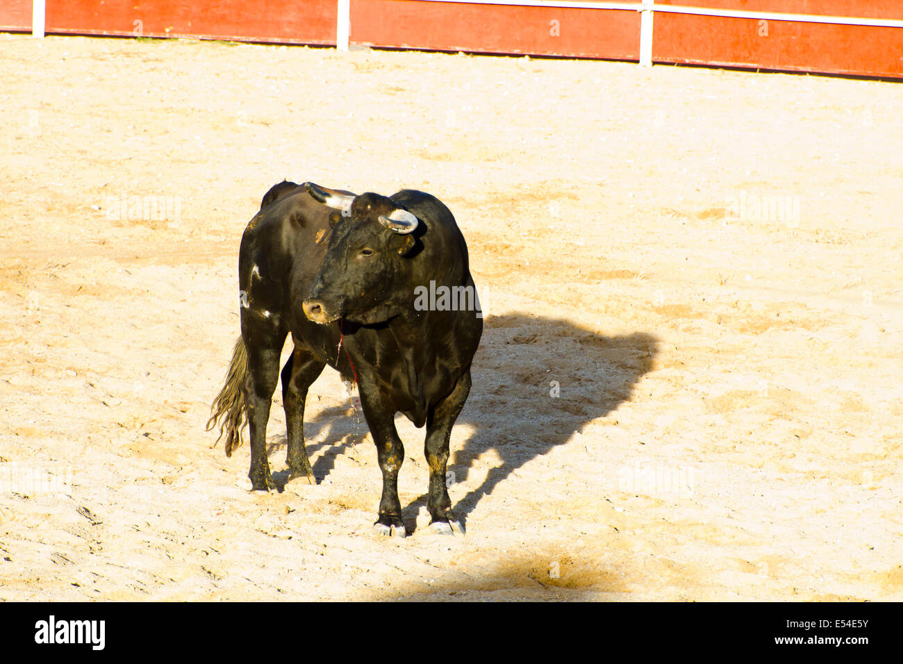 Spanish bull. Bullfight. Animal of great strength and nobility Stock ...