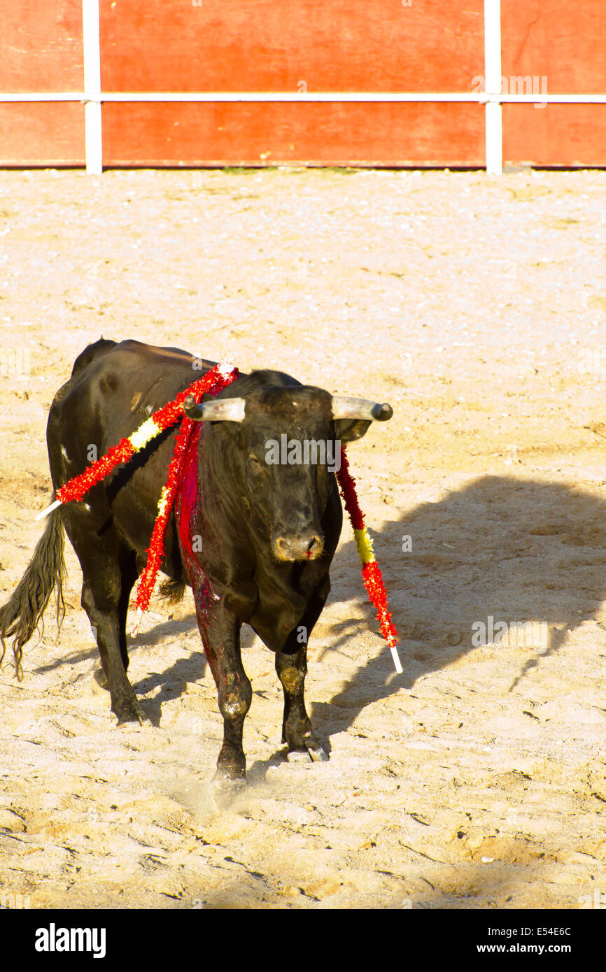 Spanish bull. Bullfight. Animal of great strength and nobility Stock ...
