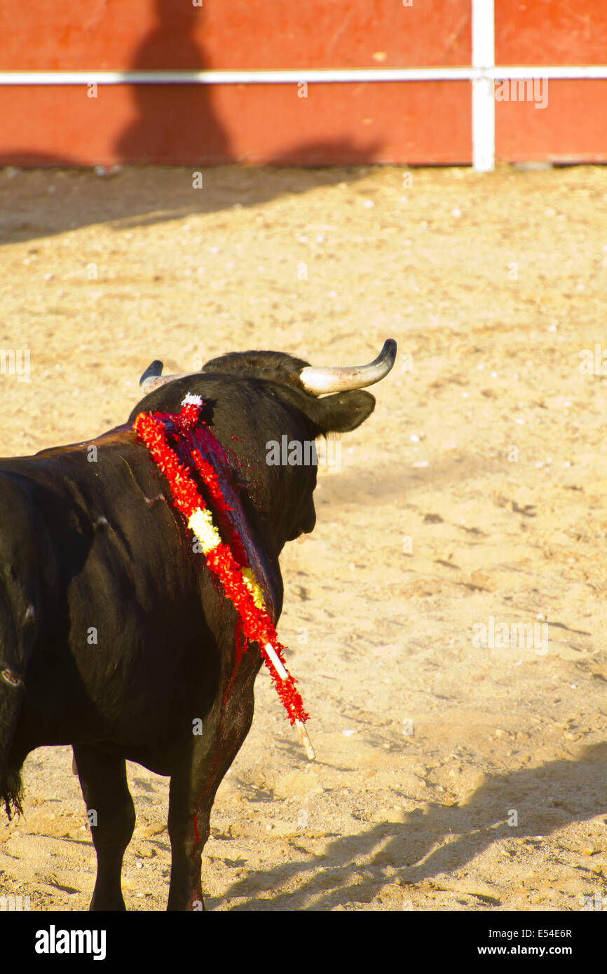Spanish bull. Bullfight. Animal of great strength and nobility Stock ...