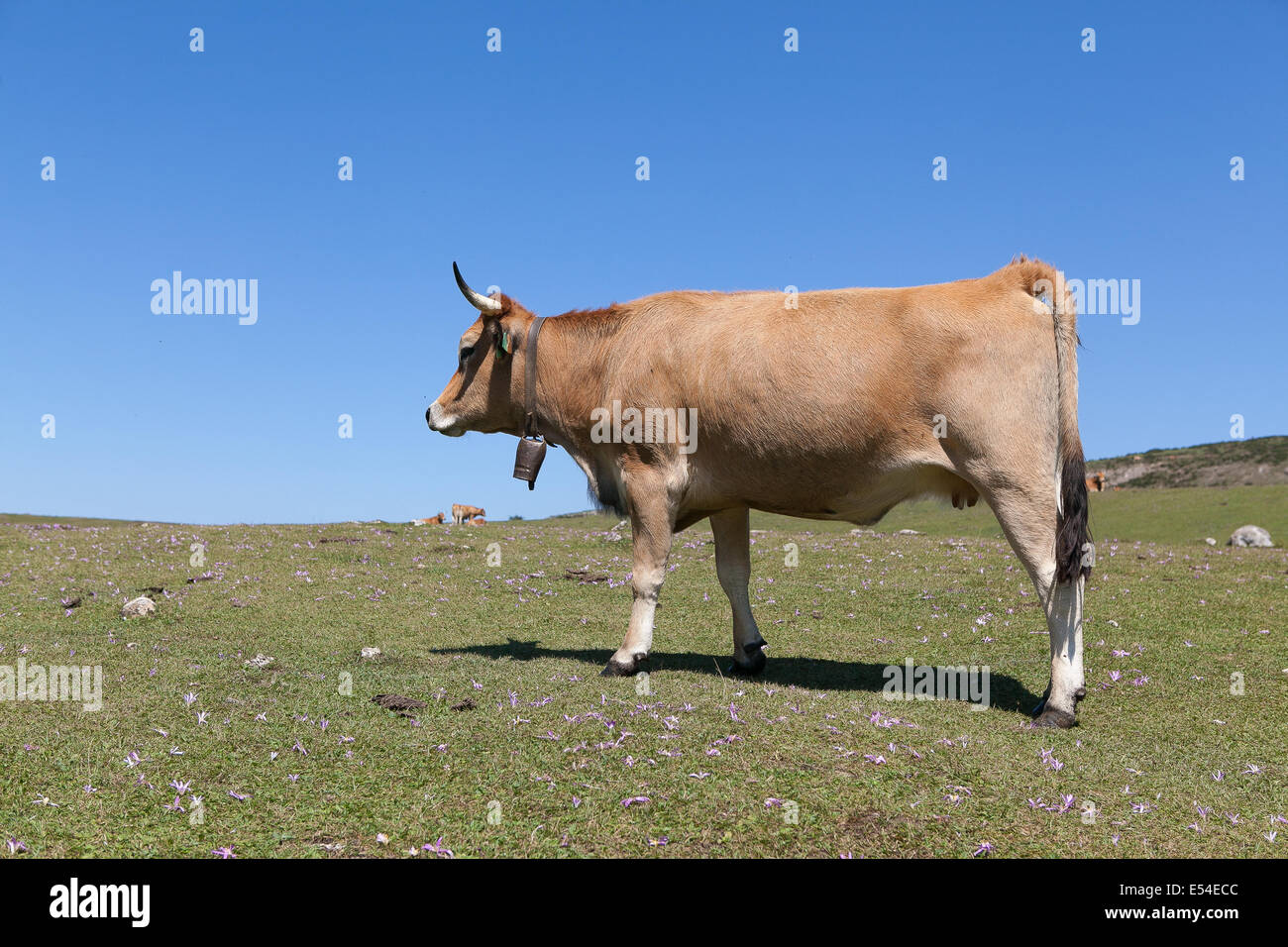 Cow and grass landscape Spanish Stock Photo - Alamy