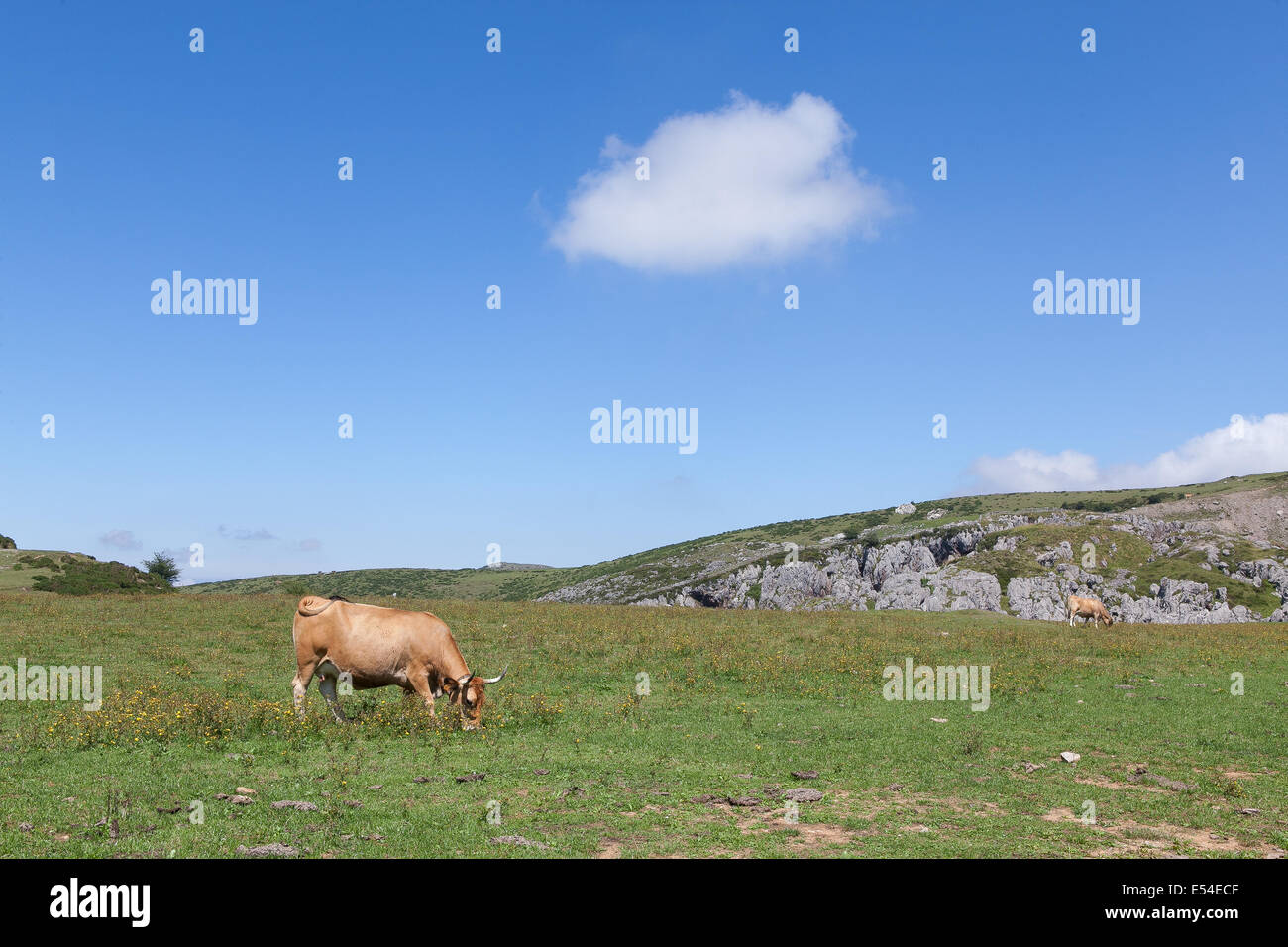 Cow and grass landscape Spanish Stock Photo - Alamy