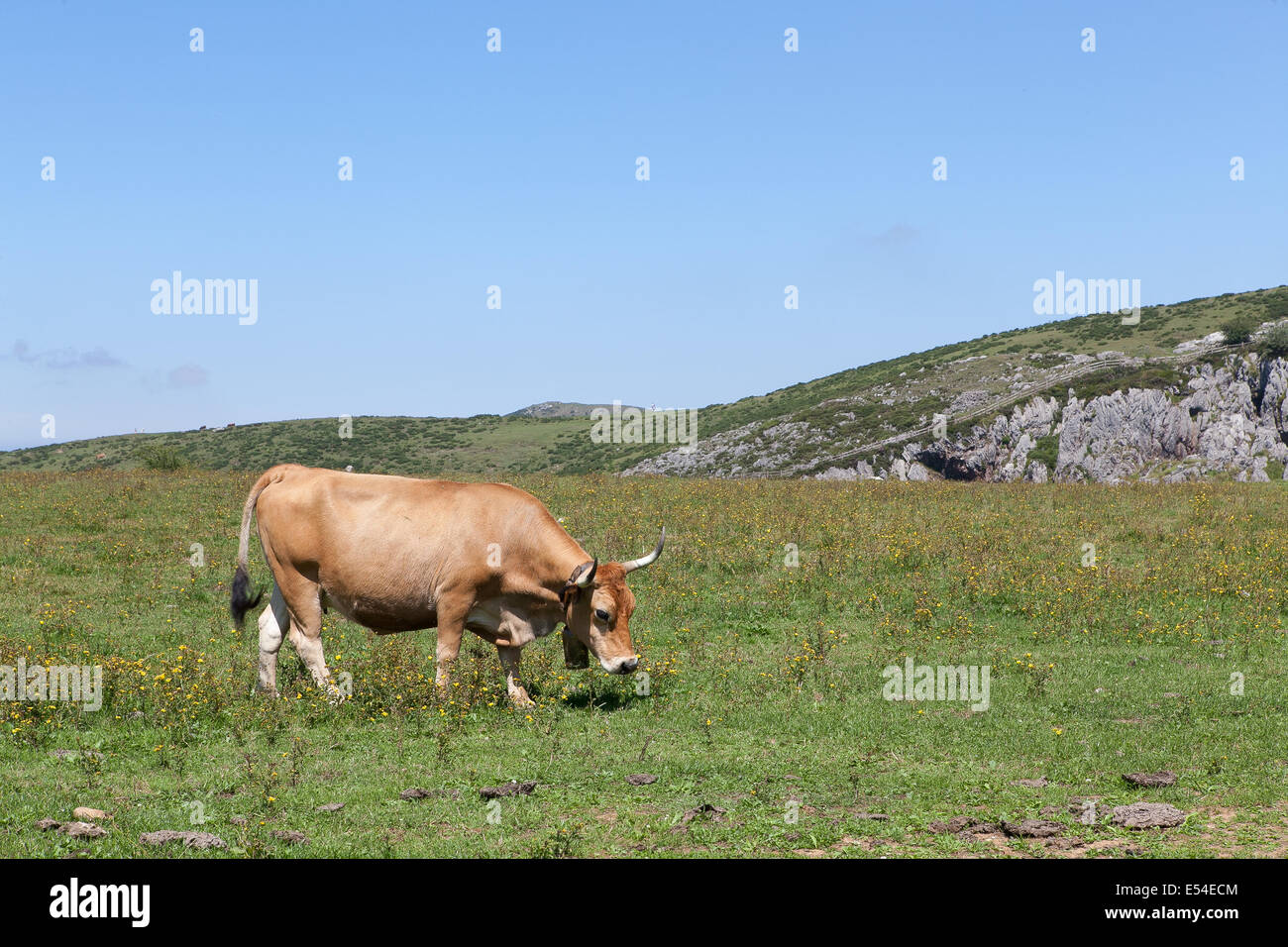 Cow and grass landscape Spanish Stock Photo - Alamy