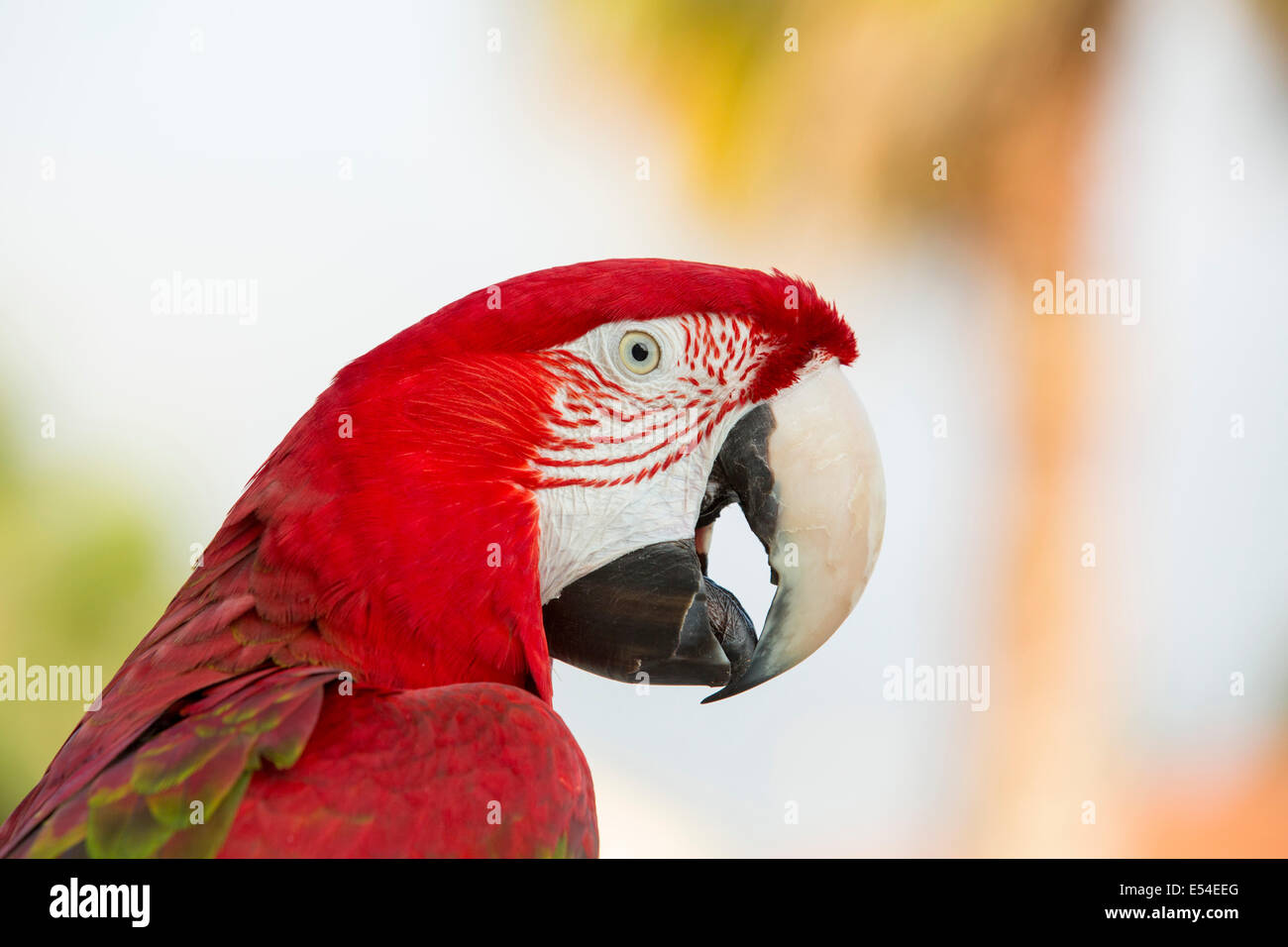 A Greenwing Macaw, Ara chloroptera Stock Photo - Alamy