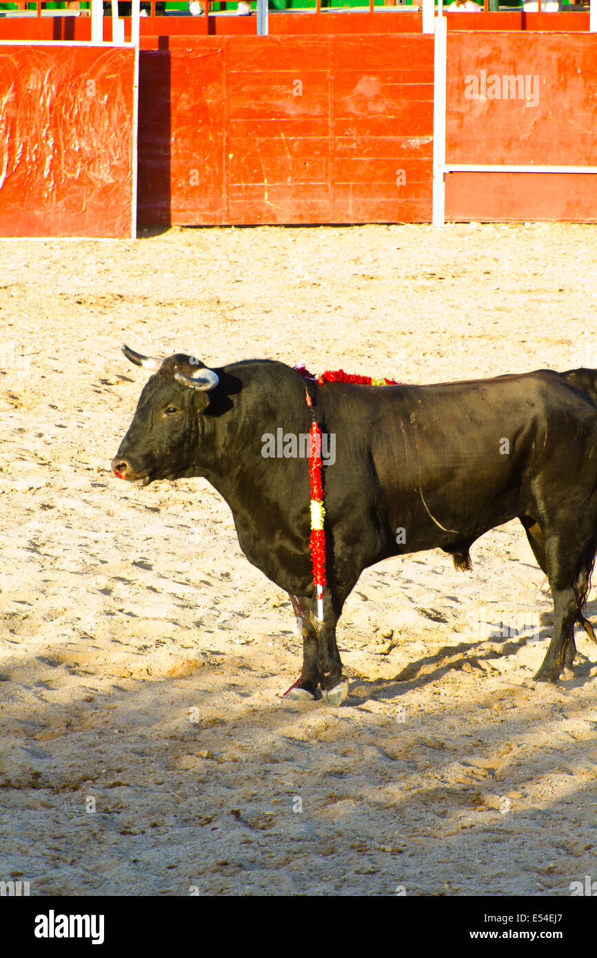 Spanish bull. Bullfight. Animal of great strength and nobility Stock ...