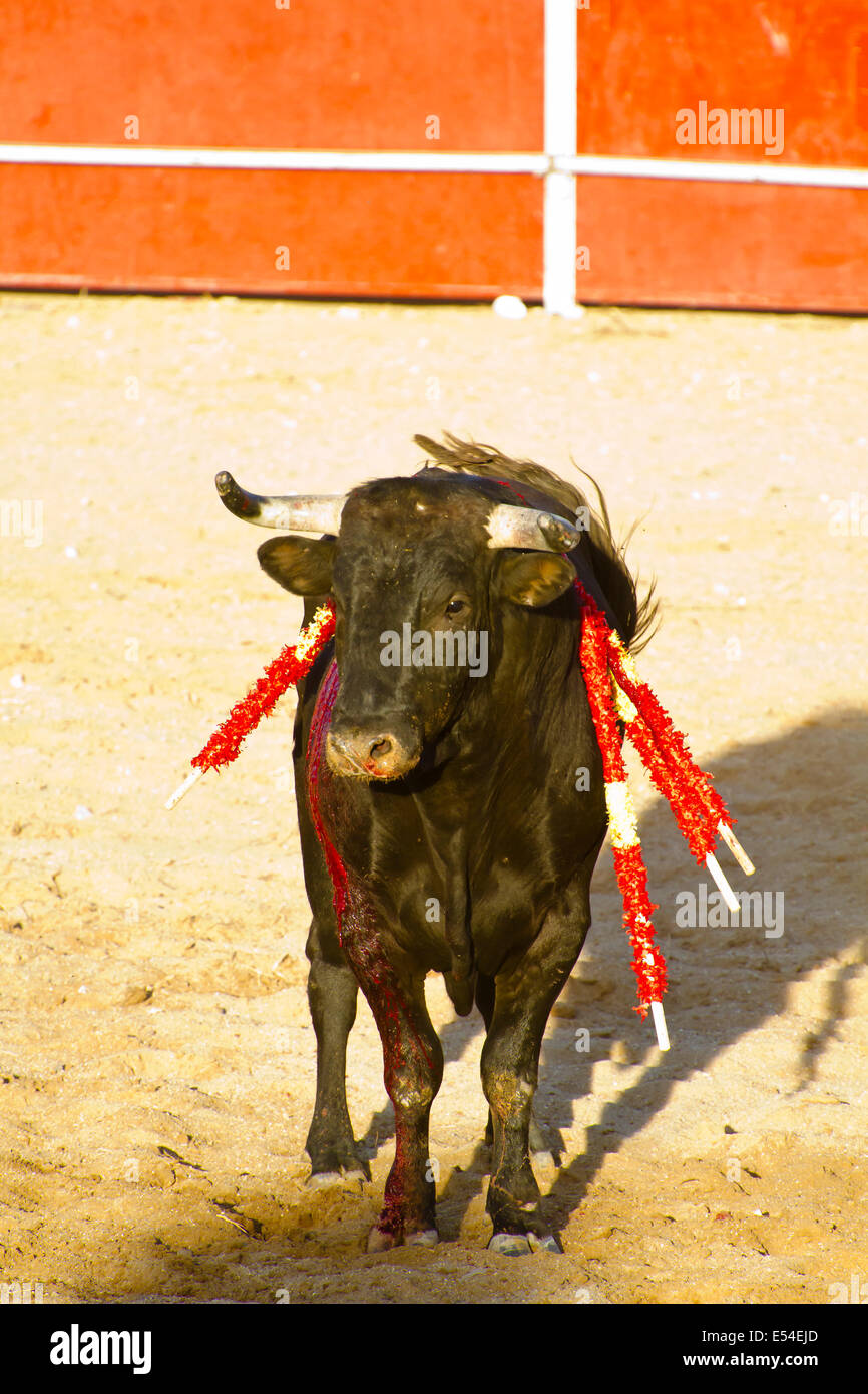 Spanish bull. Bullfight. Animal of great strength and nobility Stock ...