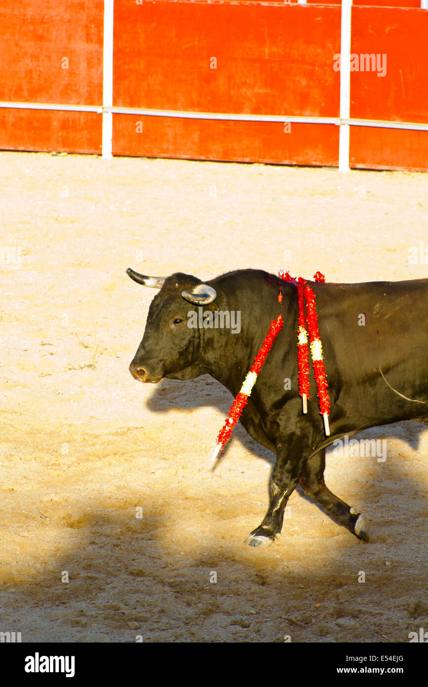 Spanish bull. Bullfight. Animal of great strength and nobility Stock ...