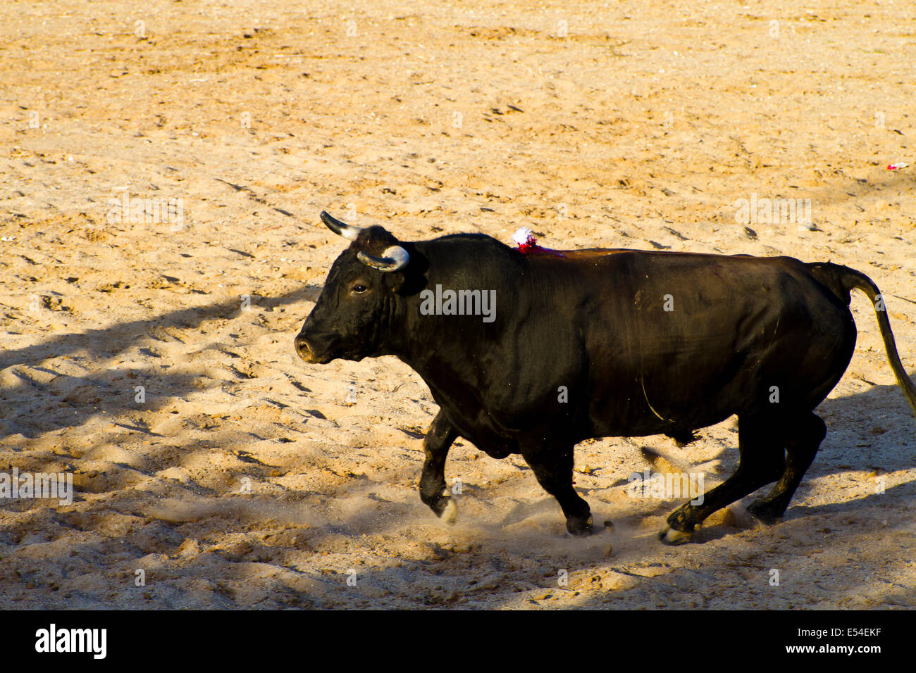 Spanish bull. Bullfight. Animal of great strength and nobility Stock ...