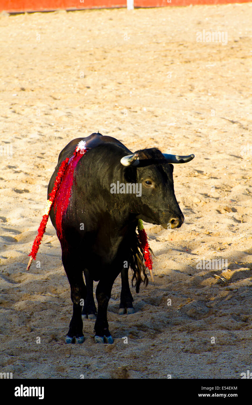 Spanish bull. Bullfight. Animal of great strength and nobility Stock ...