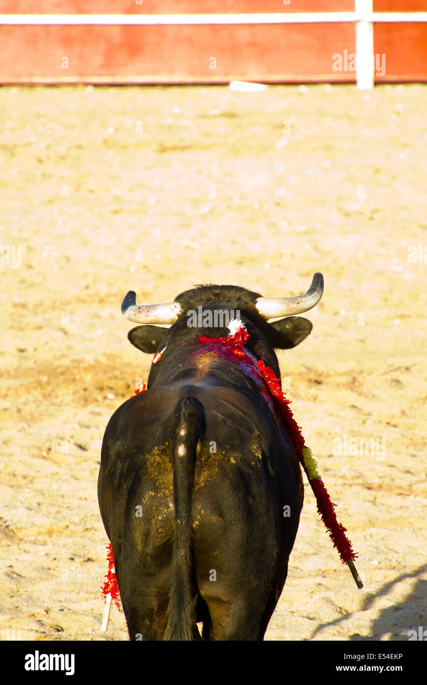 Spanish bull. Bullfight. Animal of great strength and nobility Stock ...