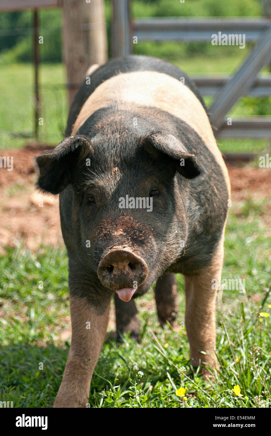 A Saddleback pig at Keenbell Farm stands in free range pasture May 6 ...