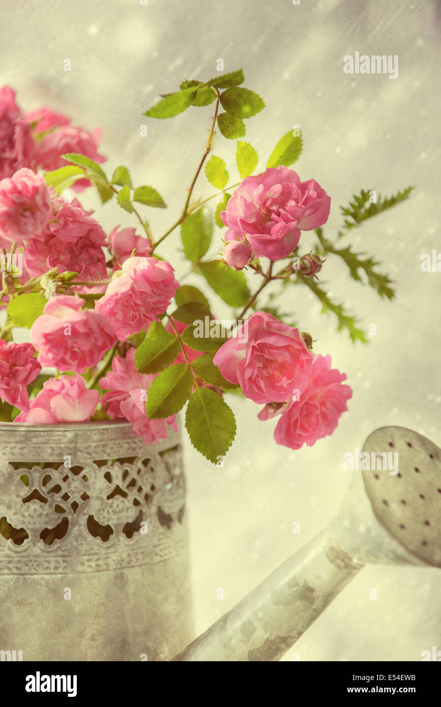 Pink summer roses in vintage watering can Stock Photo - Alamy